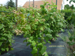 Petits fruitiers dans la jardinerie Courtin Régnier Stéphane