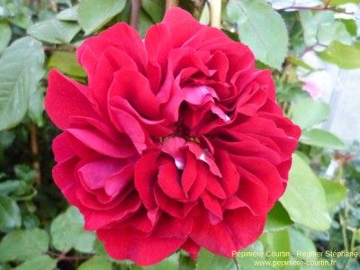 Rosiers grimpants de toutes les couleurs - Pépinière Courtin à ...